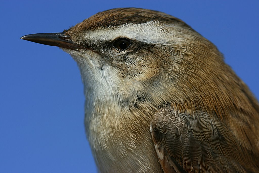 Turkish Birds | Natural History Wanderings