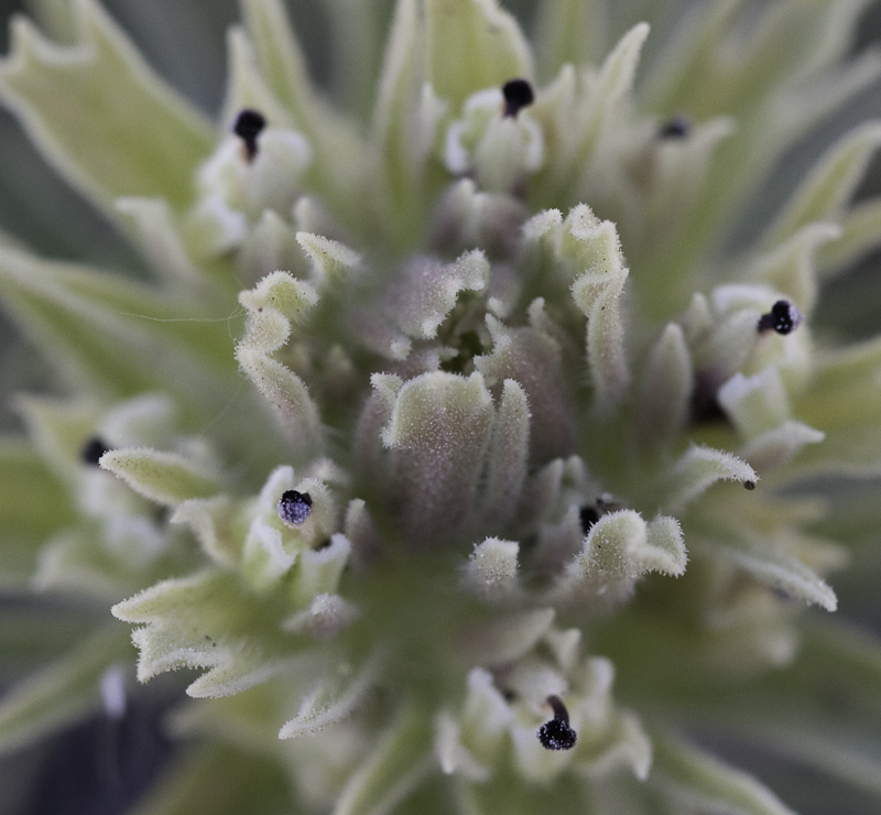 Carson Pass Detailed Wildflower Bloom Report | Natural History Wanderings