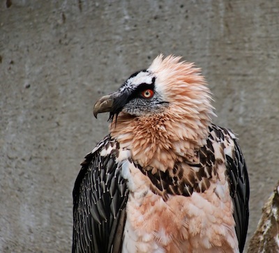 Birding The Pyrenees | Natural History Wanderings