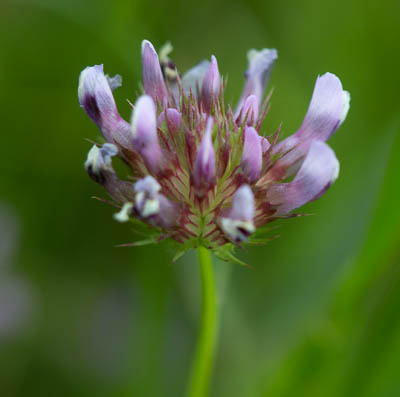 Tomcat Clover/Trifolium willdenovii | Natural History Wanderings