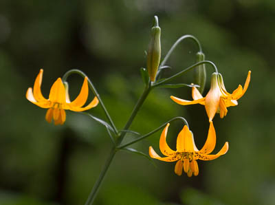 Columbia Lily/Lilium colummbianum | Natural History Wanderings