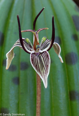 Fetid Adder’s Tongue or Slinkpod/ Scoliopus bigelovii | Natural History ...