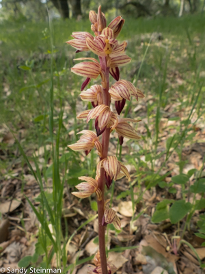 Striped Coral Root/Corallorhiza striata | Natural History Wanderings
