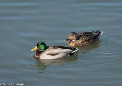 Mallards | Natural History Wanderings