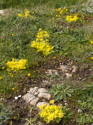 Footsteps of Spring/Sanicula arctopoides | Natural History Wanderings