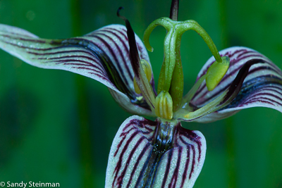 Slinkpod or Fetid Adder’s Tongue Photos & Info | Natural History Wanderings