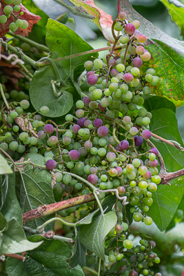 California Wild Grape/Vitis californica | Natural History Wanderings