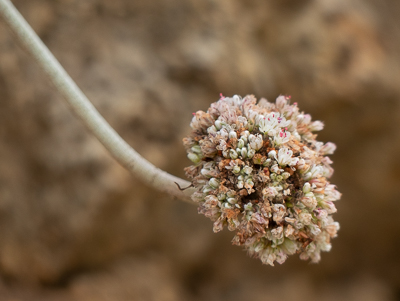 Coast_Buckwheat_Eriogonum_latifolium | Natural History Wanderings