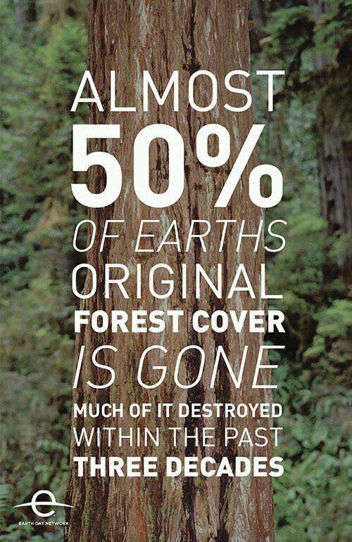 50 % of All Forests are Gone | Natural History Wanderings