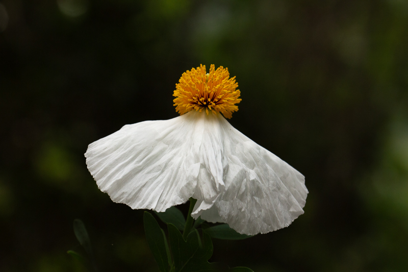 Matilija Poppy/ Romnea coulteri | Natural History Wanderings