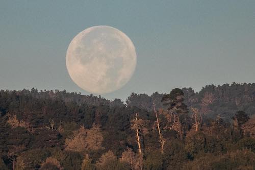 Blue Moon at Pt. Reyes | Natural History Wanderings