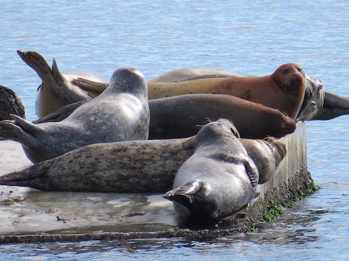 Harbor Seals at Encinal Beach in Alameda | Natural History Wanderings
