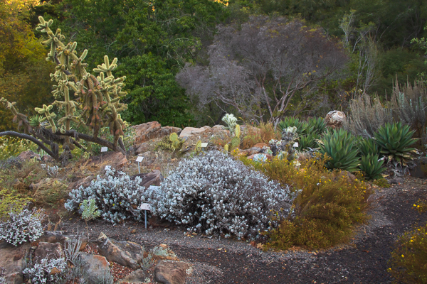 Desert_Section | Natural History Wanderings