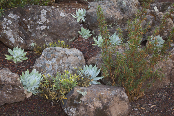 Desert_Section | Natural History Wanderings