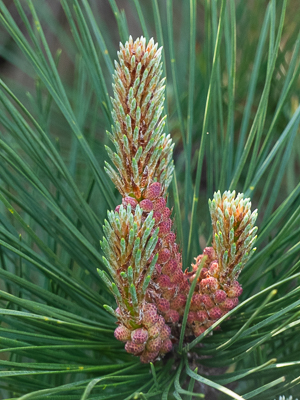Salt Point State Park Photos 4/19/21 | Natural History Wanderings