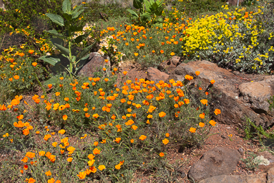 Regional Parks Botanic Garden Photos 5/18/21 | Natural History Wanderings