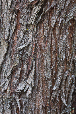 Mesquite Bark | Natural History Wanderings