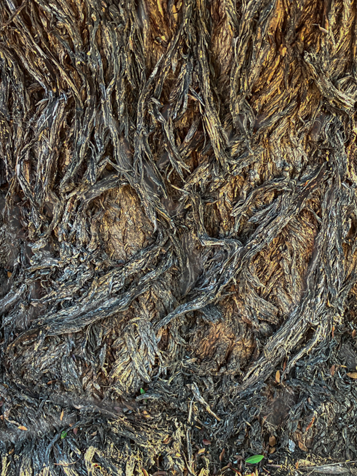 Bark Patterns | Natural History Wanderings