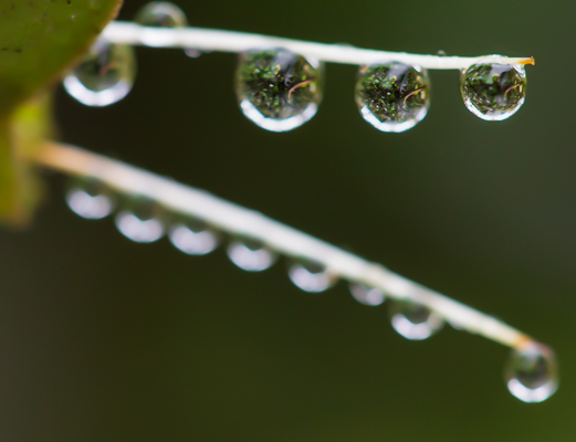 Raindrop Photos | Natural History Wanderings