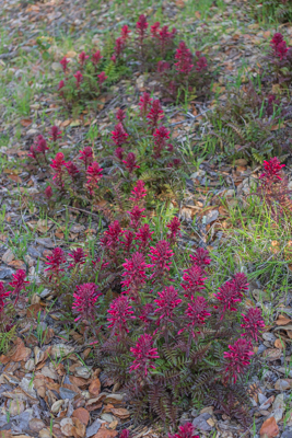 Sobrante Ridge Photos 2/13/22 | Natural History Wanderings