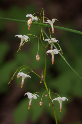 Photos from the Regional Parks Botanic Garden 6/12 &13/23 | Natural ...