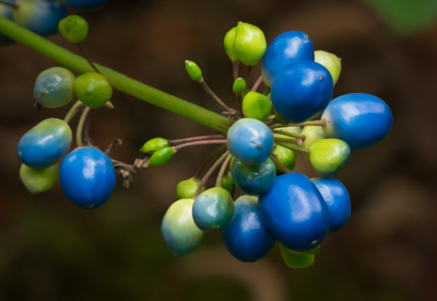 Bead Lily/Clintonia andrewsiana | Natural History Wanderings