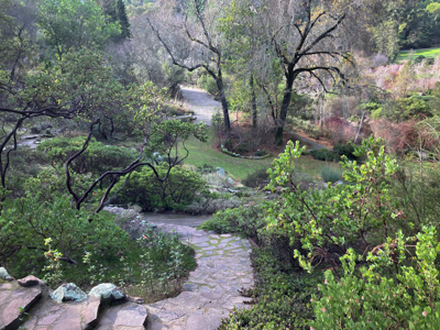 Regional Parks Botanic Garden Photos 1/28/24 | Natural History Wanderings