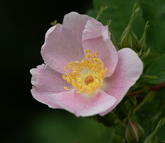 California Roses in Bloom in my Garden | Natural History Wanderings