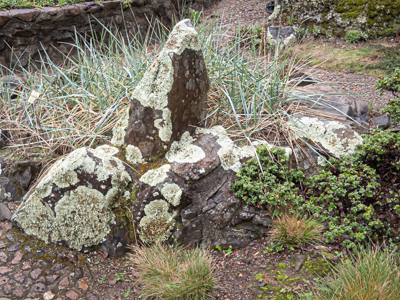 Regional Parks Botanic Garden Photos 10/14/25 | Natural History Wanderings