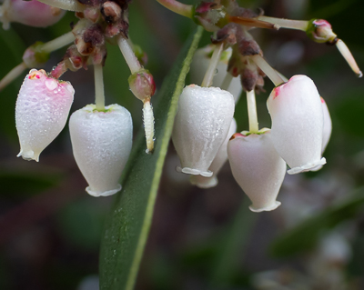 Regional Parks Botanic Garden Photos 1/24/26 | Natural History Wanderings